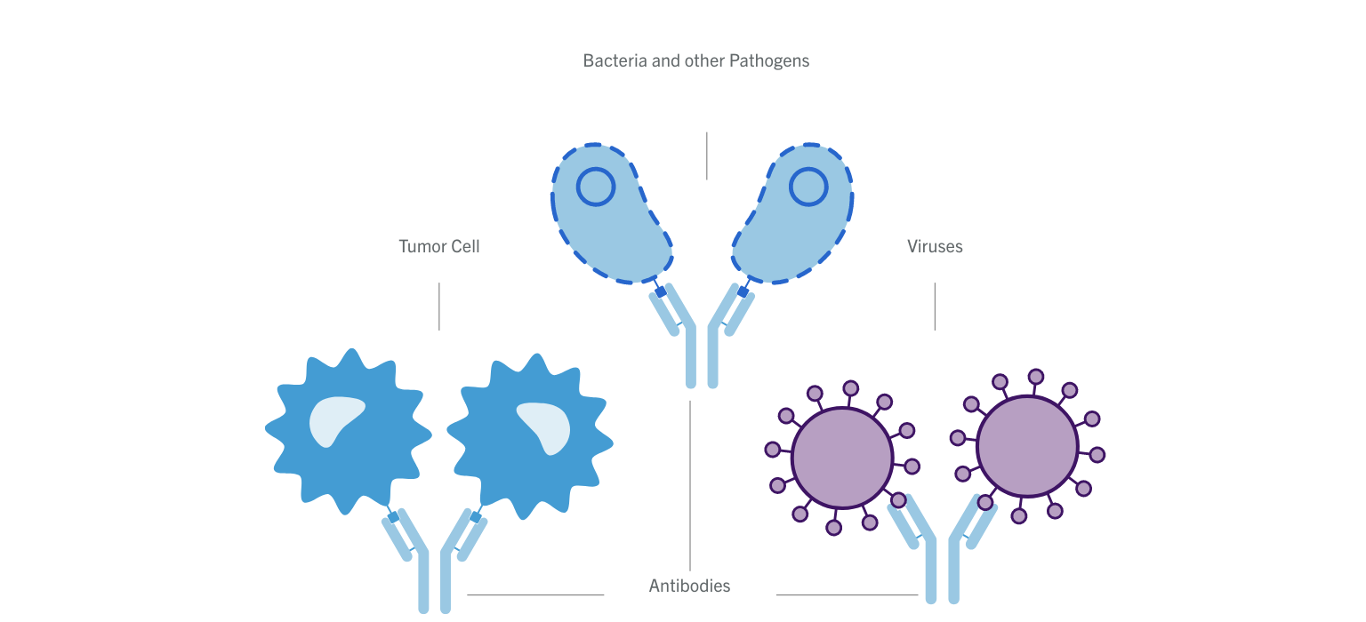 Genentech: Bispecific Antibodies: How They Are Designed to Work to ...