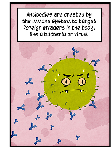 Genentech The Antibody Genentech The Antibody